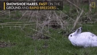 Text Reveal Animation | Step by Step Tutorial | OwlyPixel Blog